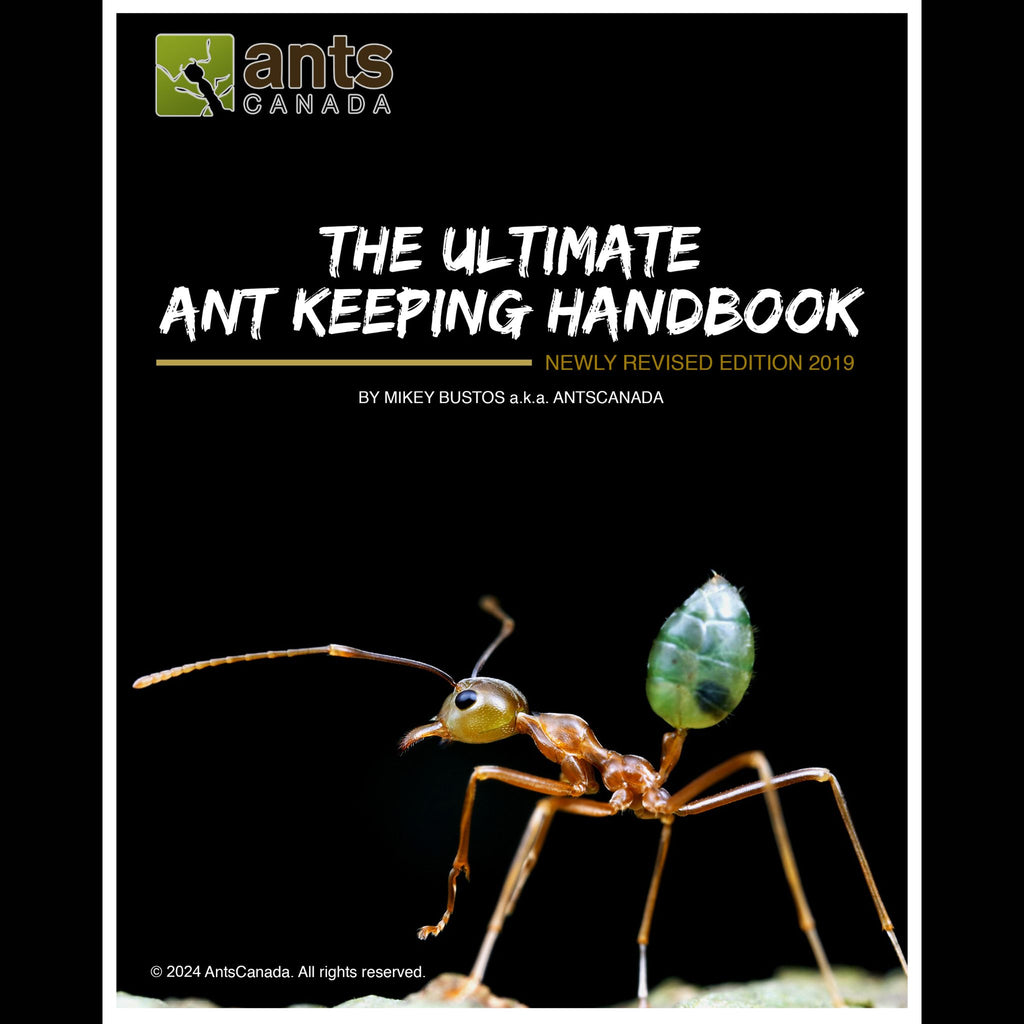 The Ultimate Ant Keeping Handbook™ E-Book – Ants Canada