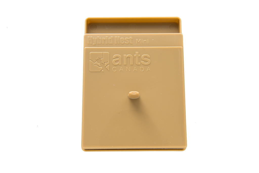 Ant Tower Small™ Deluxe – AntsCanada