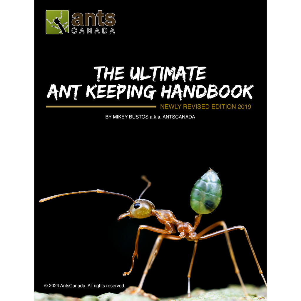 AntsCanada