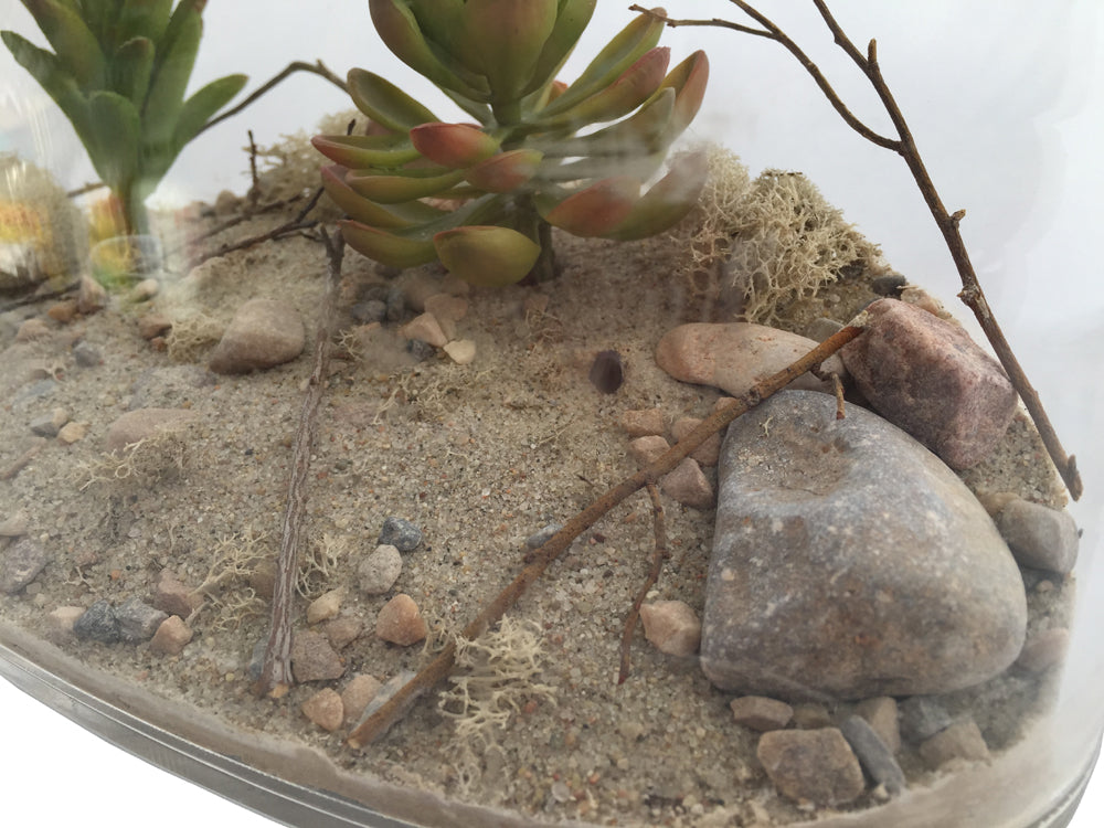 Biome Kits – AntsCanada