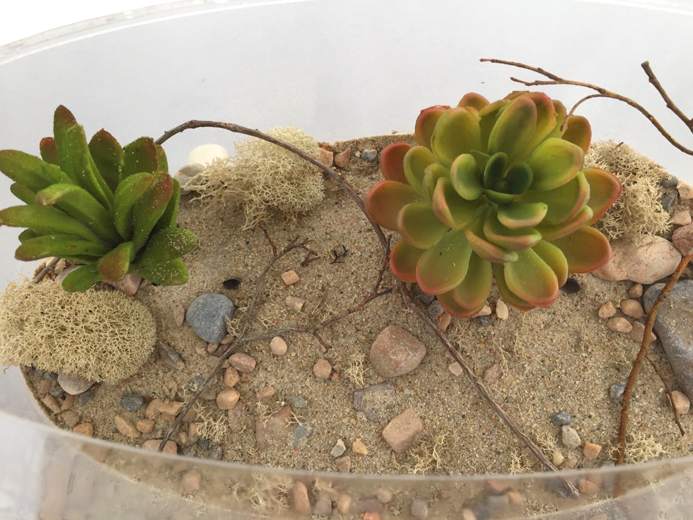 Biome Kits – Ants Canada