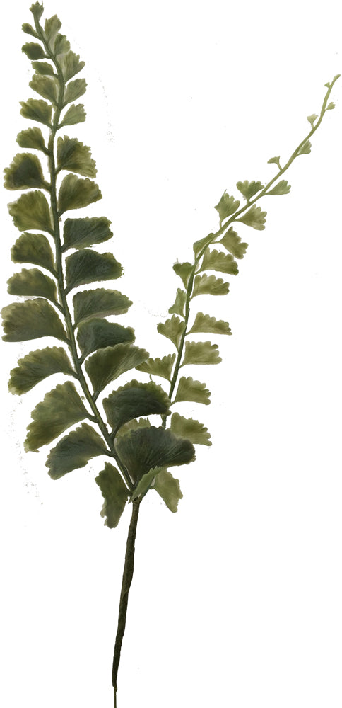 Biome Kits – Ants Canada