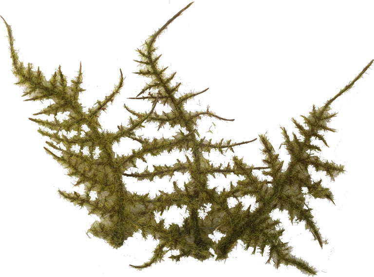 Biome Kits – Ants Canada