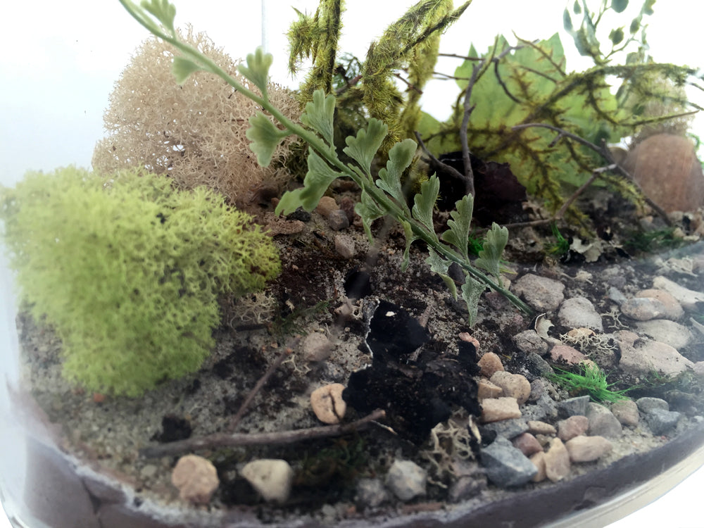 Field & Forest Biome Kit™ – AntsCanada