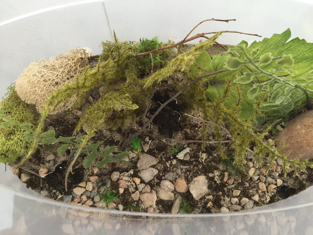 Field & Forest Biome Kit™ – AntsCanada