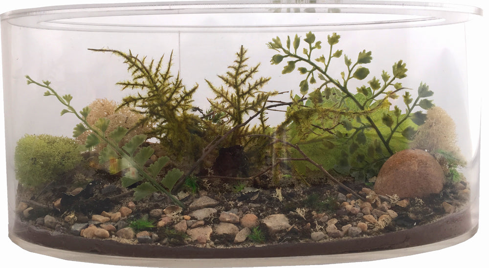 Field & Forest Biome Kit™ – AntsCanada