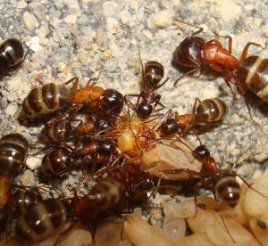 Ant Biology – Ants Canada