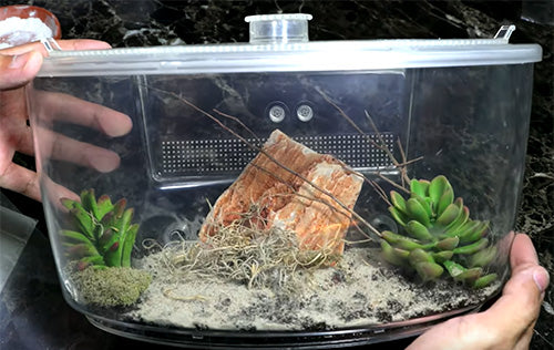 Ant Tower™ Large Deluxe – Ants Canada