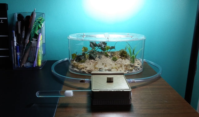 Ant Care – Ants Canada