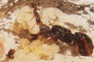 Ant Biology – Ants Canada