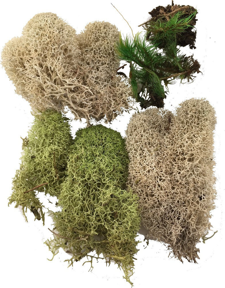 Biome Kits – AntsCanada