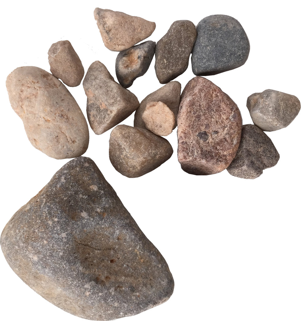 Biome Kits – Ants Canada