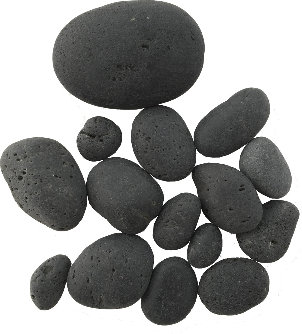 Rainforest Biome Kit™ – AntsCanada