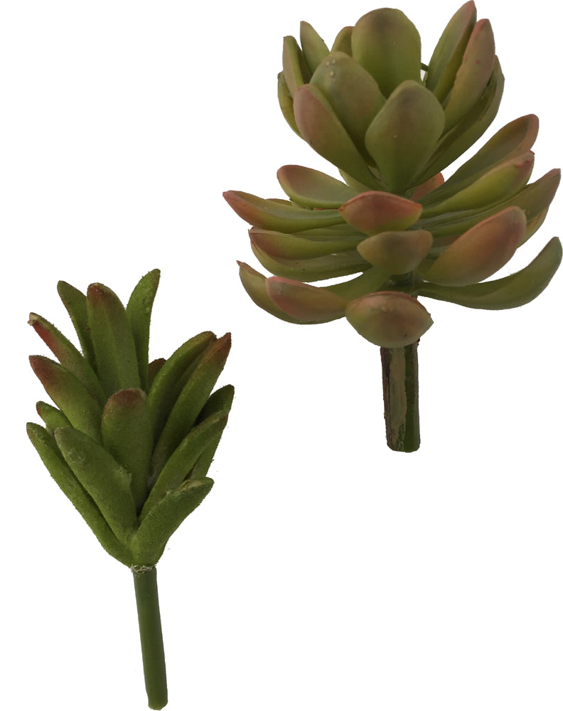 Biome Kits – AntsCanada